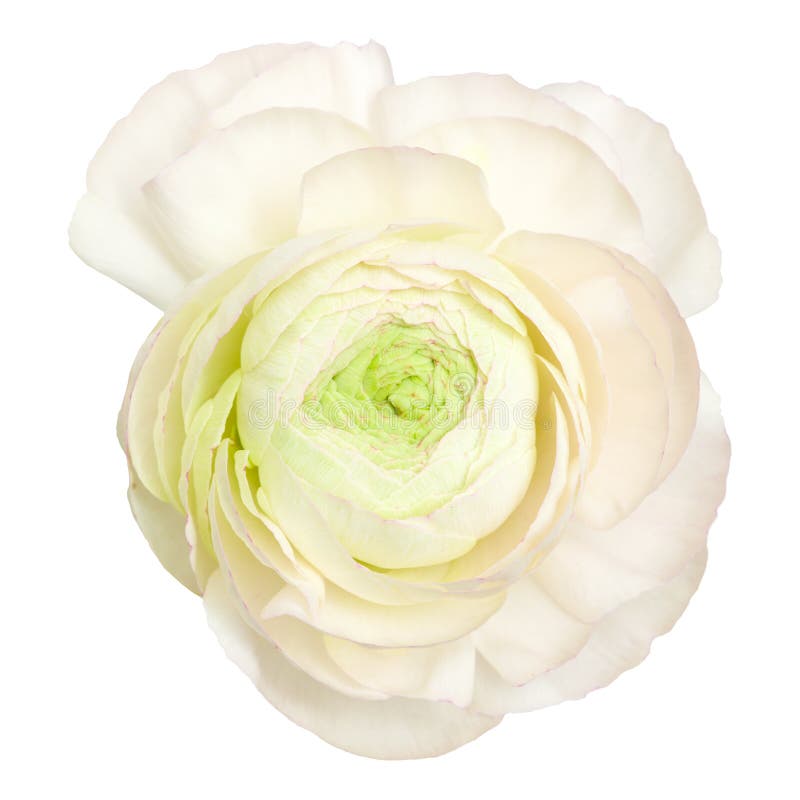 Ranunculus Blanc, Renoncule Persane Image stock - Image du centrale ...
