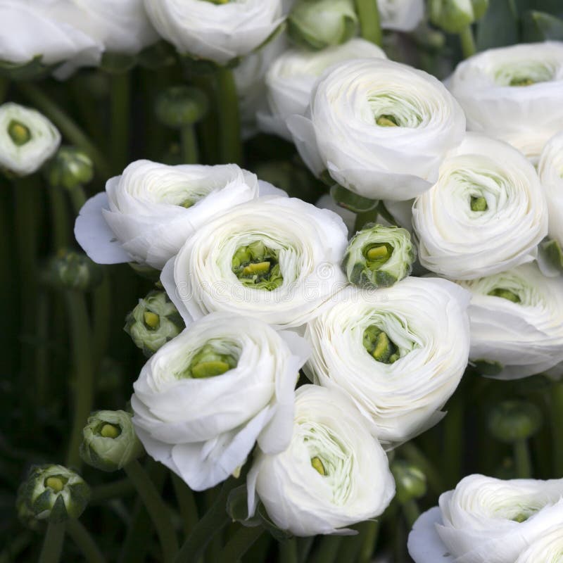 Ranunculus Blanc (renoncule Persane) Photo stock - Image du frais ...