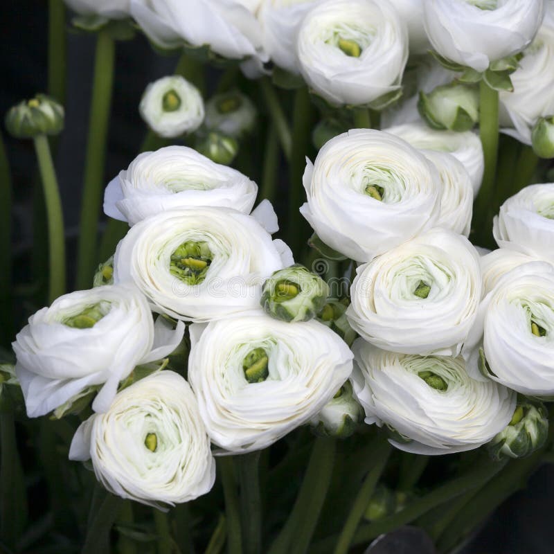 Ranunculus Blanc (renoncule Persane) Photo stock - Image du frais ...