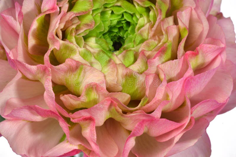 Ranunculus close up stock image. Image of blossom, pink - 91380269