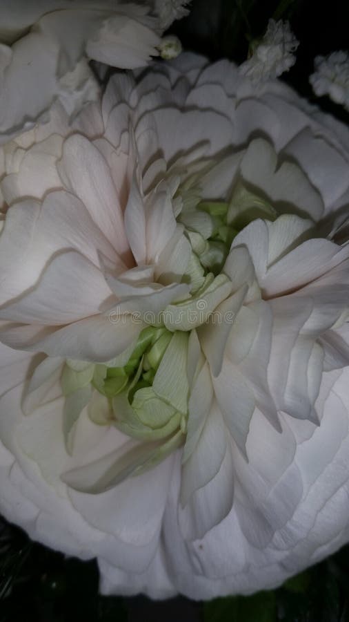 Ranunculus stock image. Image of flowers, double, nature - 154290295