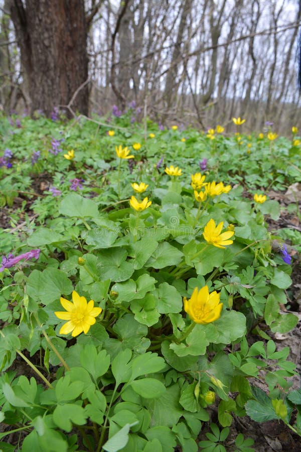 Ranunculus Ficaria Blooms in the Wild Stock Photo - Image of ...