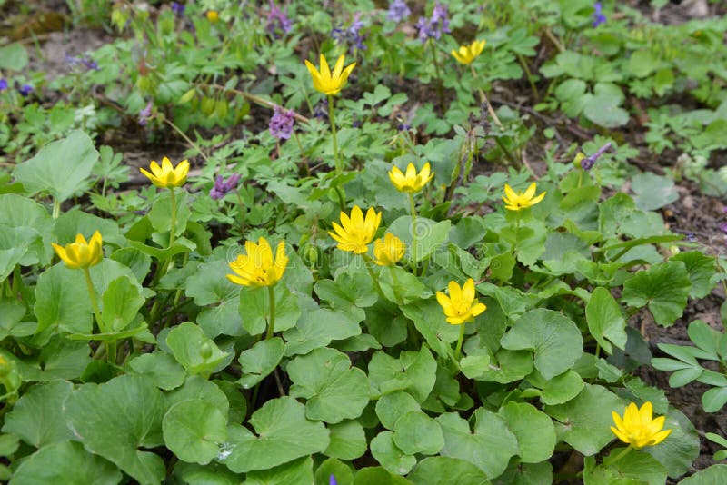 Ranunculus Ficaria Blooms in the Wild Stock Image - Image of park ...