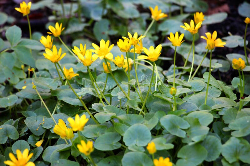 Ranunculus Ficaria Blooms in the Wild Stock Image - Image of floral ...