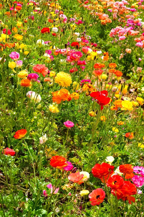 Ranunculus field stock image. Image of season, flowers - 90408649