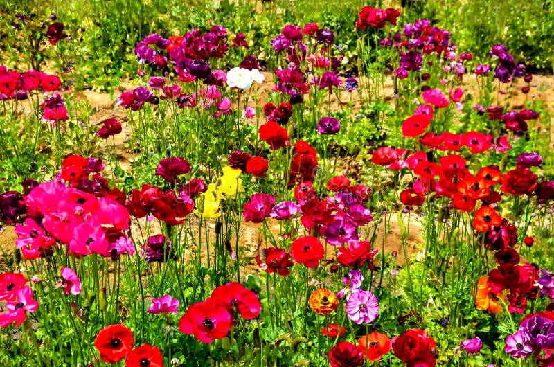 Ranunculus field stock photo. Image of season, beauty - 90408664