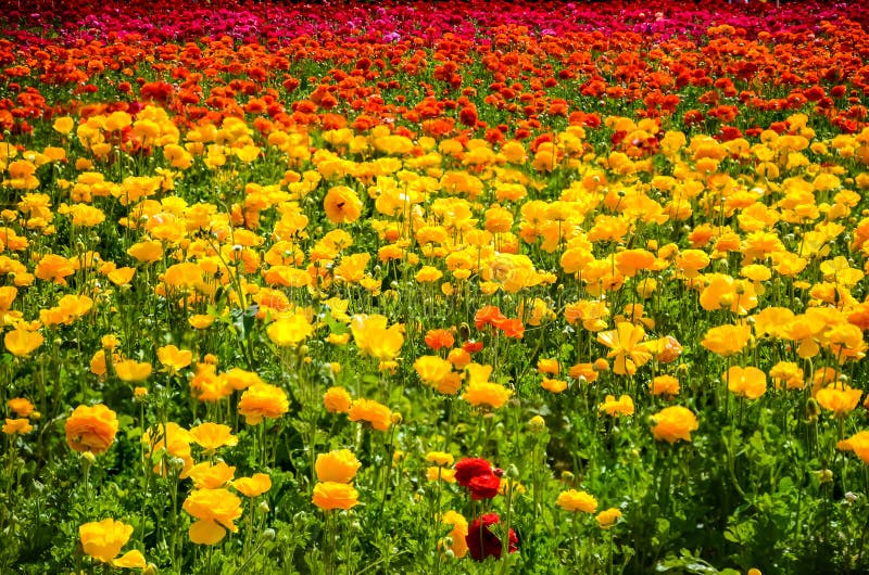 Ranunculus field stock image. Image of orange, spring - 90408795