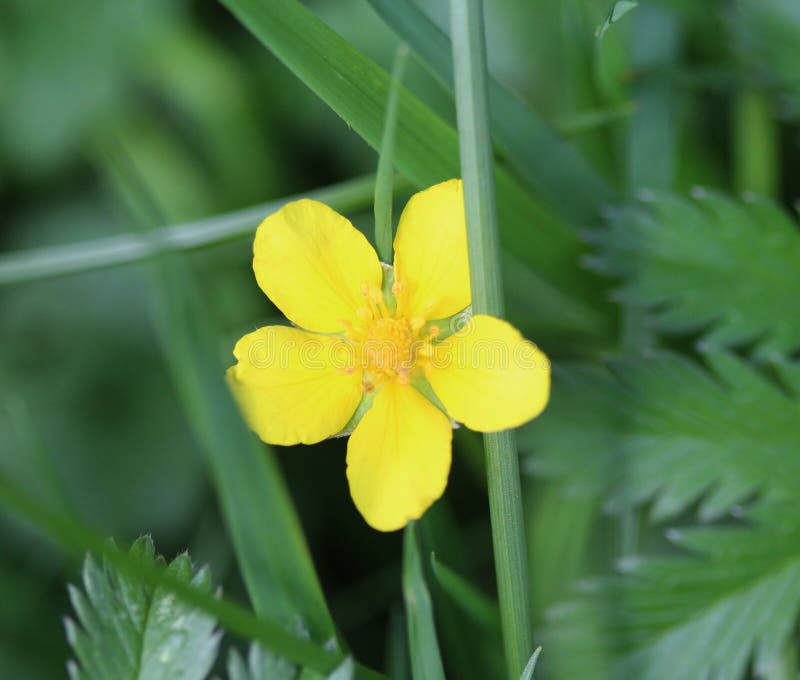 Lesser Spearwort - Ranunculus Flammula Stock Image - Image of plant ...
