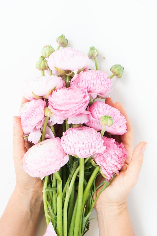 Ranunculus Flat Lay Composition Stock Image - Image of nature ...