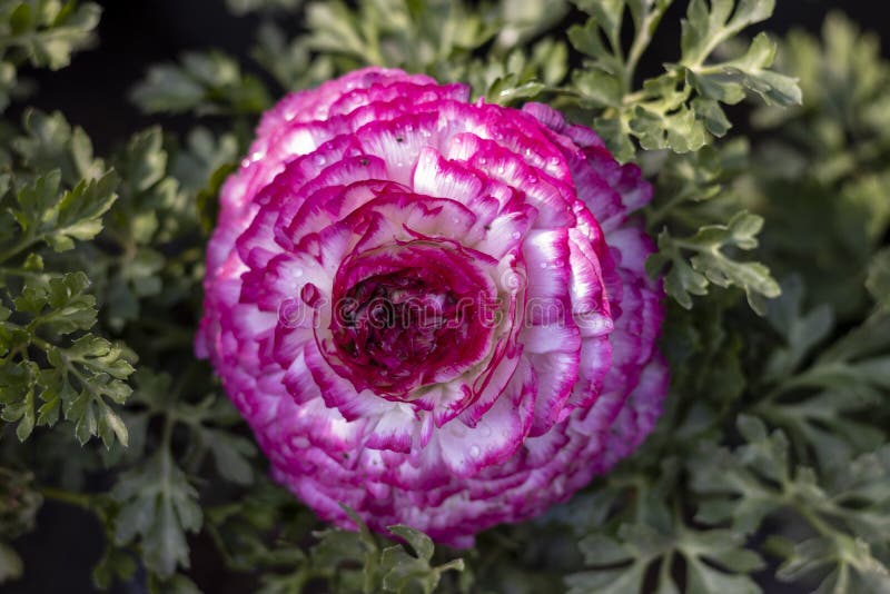 Ranunculus Flower Blooming Plant Closeup Stock Image - Image of flower ...