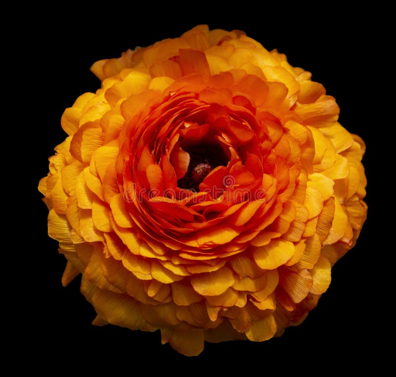 Ranunculus flower closeup stock image. Image of flower - 248640975