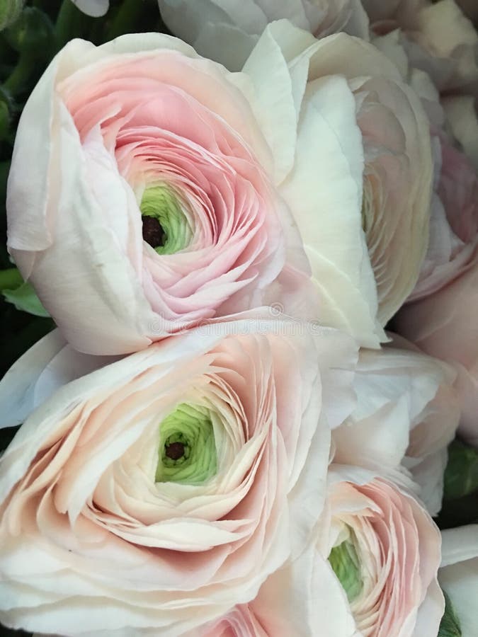 Ranunculus editorial photography. Image of ranunculus - 69315322