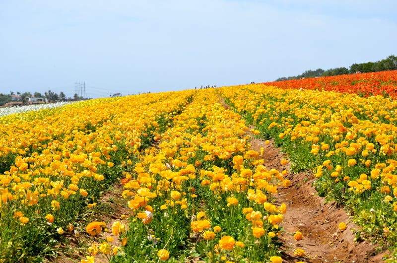 Ranunculus Flower stock photo. Image of ranunculus, flower - 53129346