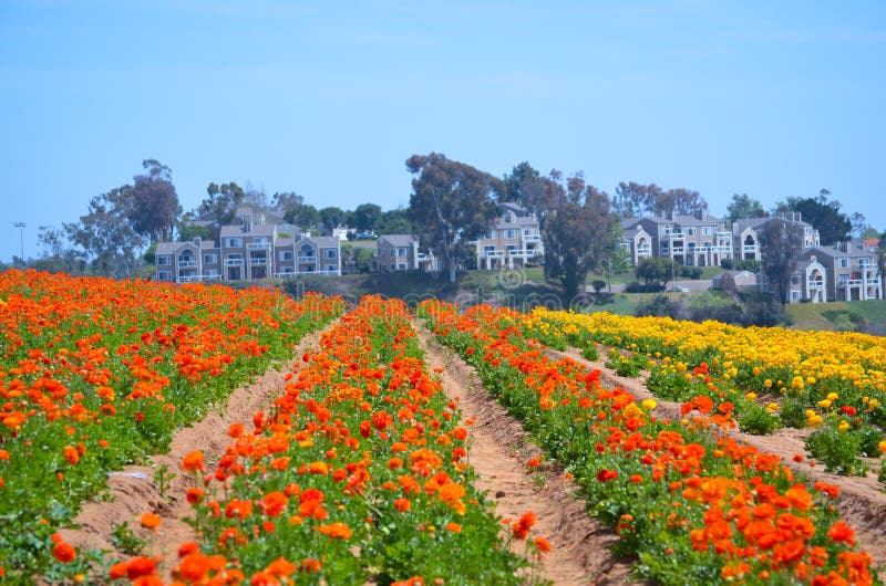 Ranunculus Flower stock photo. Image of ranunculus, flower - 53129346