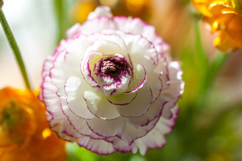 Ranunculus Flowers in Bouquet at Home, Different Fresh Colors Stock ...