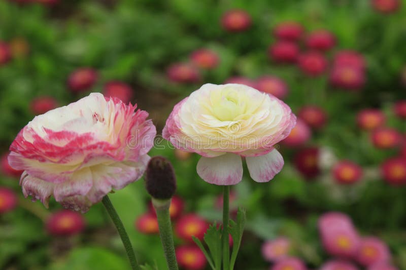 Ranunculus flowers stock image. Image of plants, park - 389943527