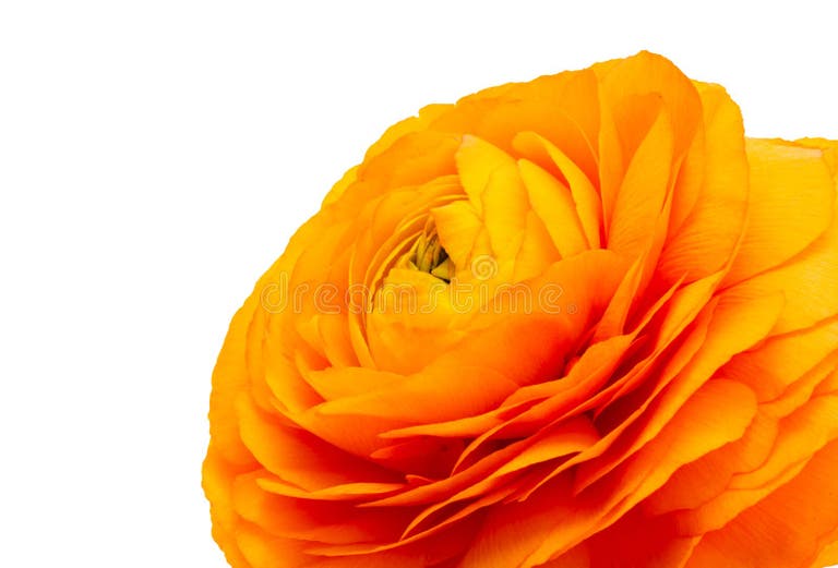 Ranunculus Flowers Isolated Stock Photo - Image of open, flower: 313504290