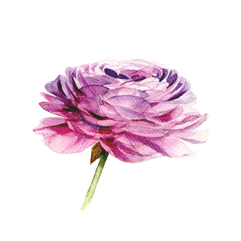 Ranunculus Flowers. Watercolor Illustration Stock Illustration ...