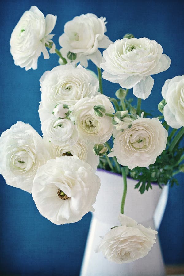 White Ranunculus flower stock photo. Image of light, card - 23701560