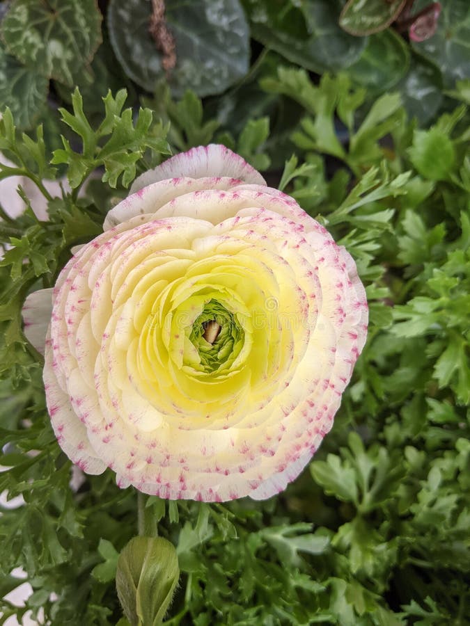 Ranunculus Flowers with White and Pink Petals Stock Image - Image of ...