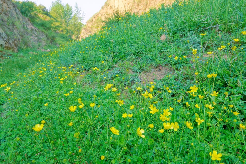 Spring valley stock image. Image of flower, ravine, valley - 271868503