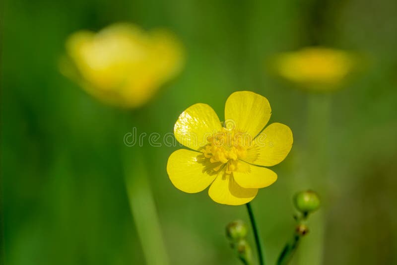 Ranunculus japonicus stock photo. Image of japonicus - 242656722