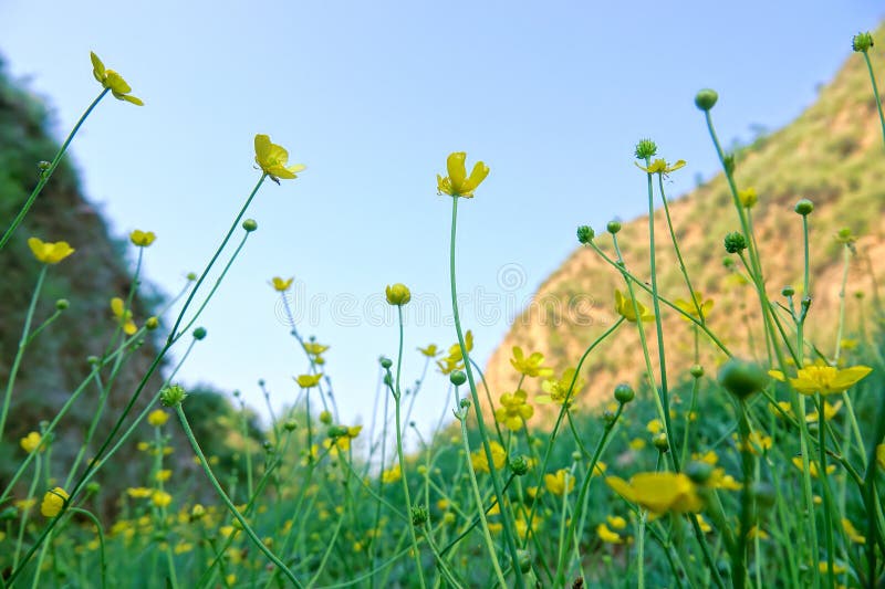 Ranunculus japonicus stock image. Image of inflorescence - 271857213