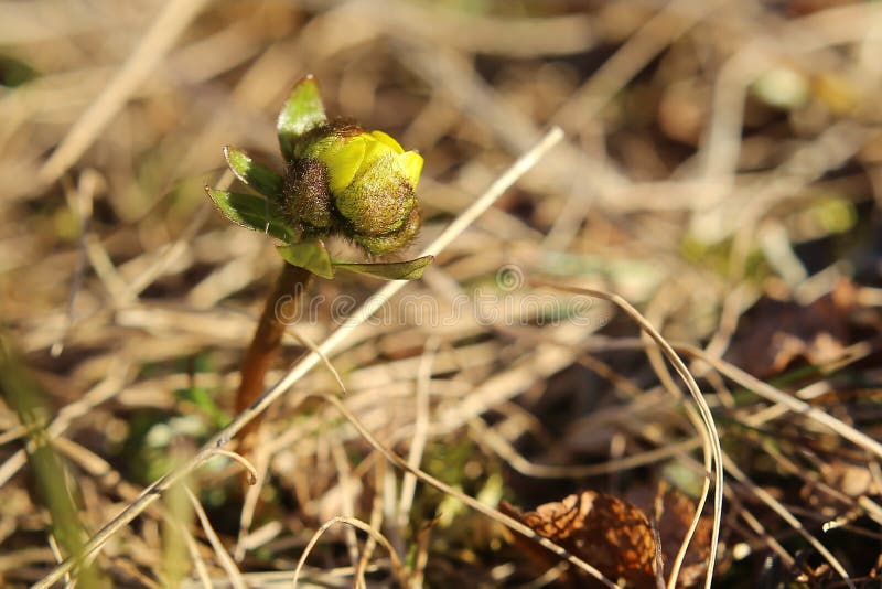 Ranunculus Nivalis, the Snow Buttercup, with Bud Stock Image - Image of ...