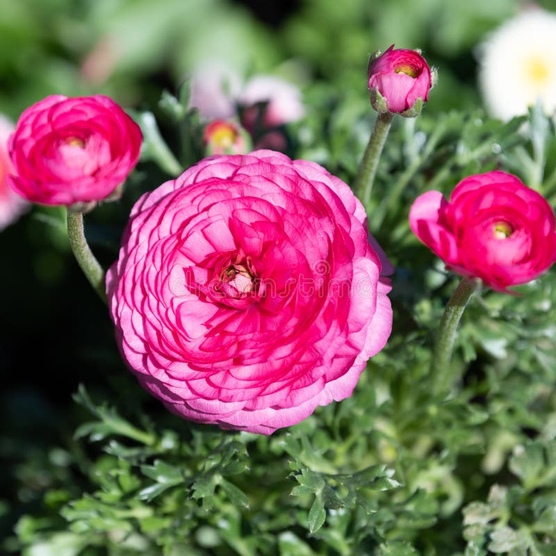 Ranunculus - Persian Buttercup in Pink Stock Image - Image of blooming ...