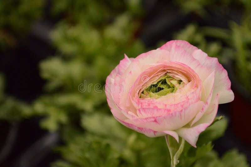 Ranunculus stock image. Image of pink, landscape, blush - 89417119