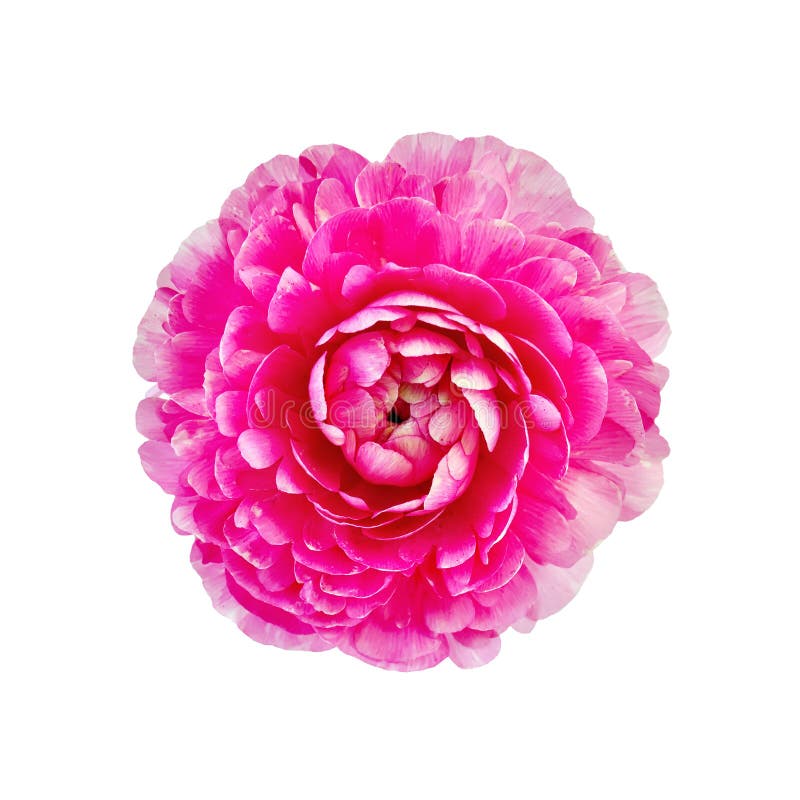 Ranunculus pink stock photo. Image of floral, bright - 38948552