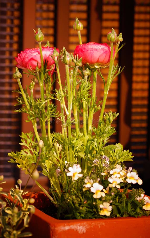 Ranunculus Pink Picotee (Persian Buttercup) Flower Stock Image - Image ... Ranunculus Pink Picotee (Persian Buttercup) Flower Stock Image - Image ...