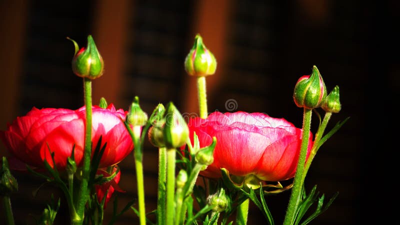Ranunculus Pink Picotee (Persian Buttercup) Flower Stock Image - Image ...