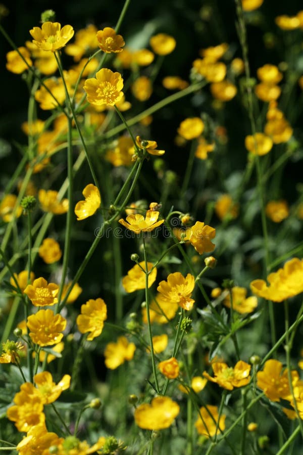 Ranunculus repens stock image. Image of buttercup, vegetal - 10313545