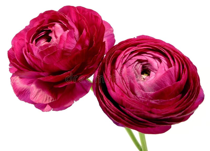 Ranunculus stock image. Image of facets, dark, flower - 53072609