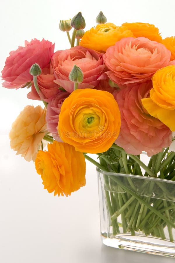 Asiatic Ranunculus Flowers stock image. Image of plant - 2362735