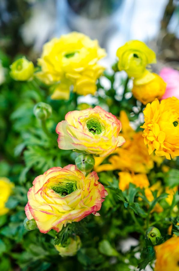Ranunculus stock photo. Image of flower, persian, florist - 39179778