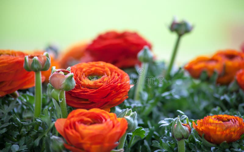 Ranunkel Elegance Â ranunculus Orange Macro Stock Photo - Image of ...