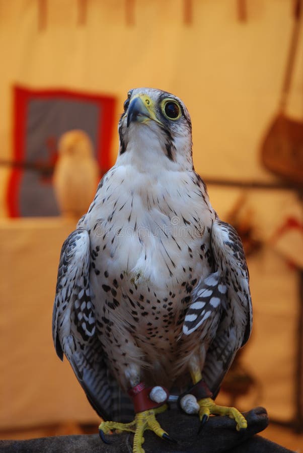 Griffes De Rapace Photos Stock - Téléchargez 3,160 Photos libres de droits