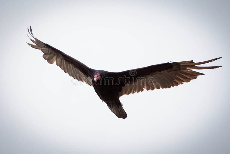 Rapace en vol image stock. Image du glissement, faucon - 17756951