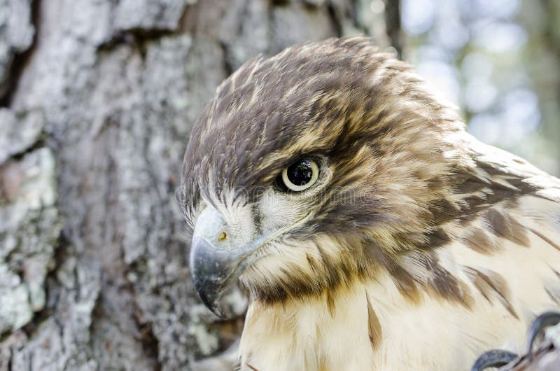 La Rapace Del Rapace, Rosso Giovanile Ha Munito Il Profilo Di Coda Del ...