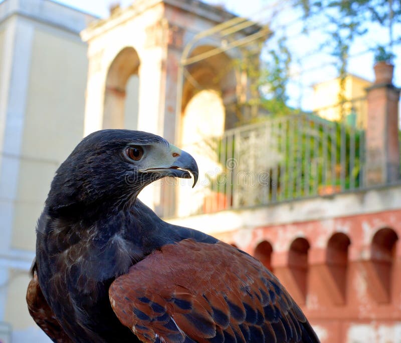 Rapacious imagem de stock. Imagem de olho, olhar, predador - 47866793