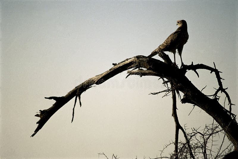 Rapacious bird stock photo. Image of desert, animals, dead - 2318584