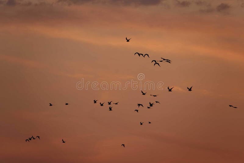 Rapacious stock photo. Image of romania, 7801526338478652371 - 160302306