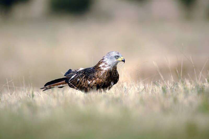 Rapacious Kite in the Countryside Stock Image - Image of eagle, animals ...