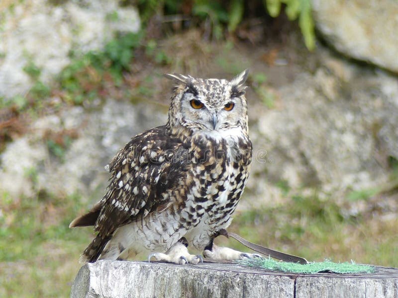 1,538 Rapacious Photos - Free & Royalty-Free Stock Photos from Dreamstime