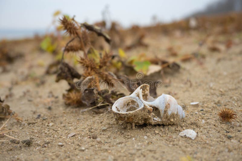 Rapan on the parched shore stock image. Image of paradise - 275908357