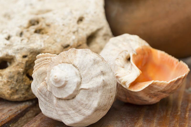 Rapana stock photo. Image of shell, organism, mollusk - 47045702
