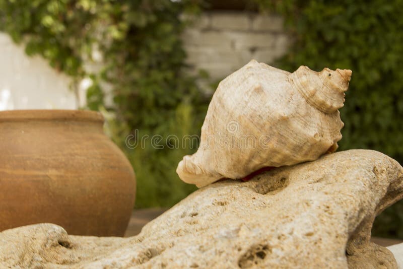 Rapana stock image. Image of brown, mollusk, wooden, summer - 47317717