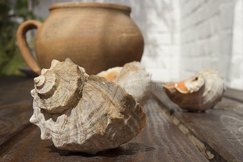 Rapana stock image. Image of shell, invertebrate, conch - 47715599